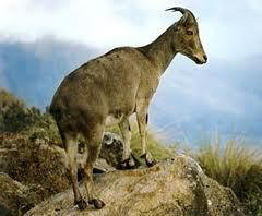 Animals and Birds of the Shevaro