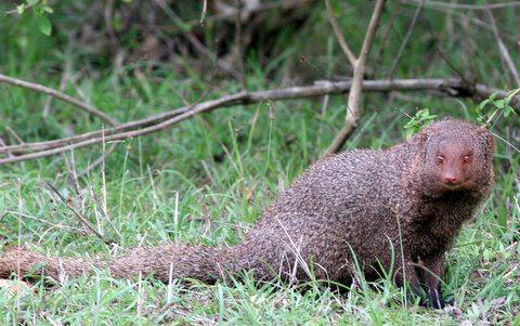 Animals and Birds of the Shevaro